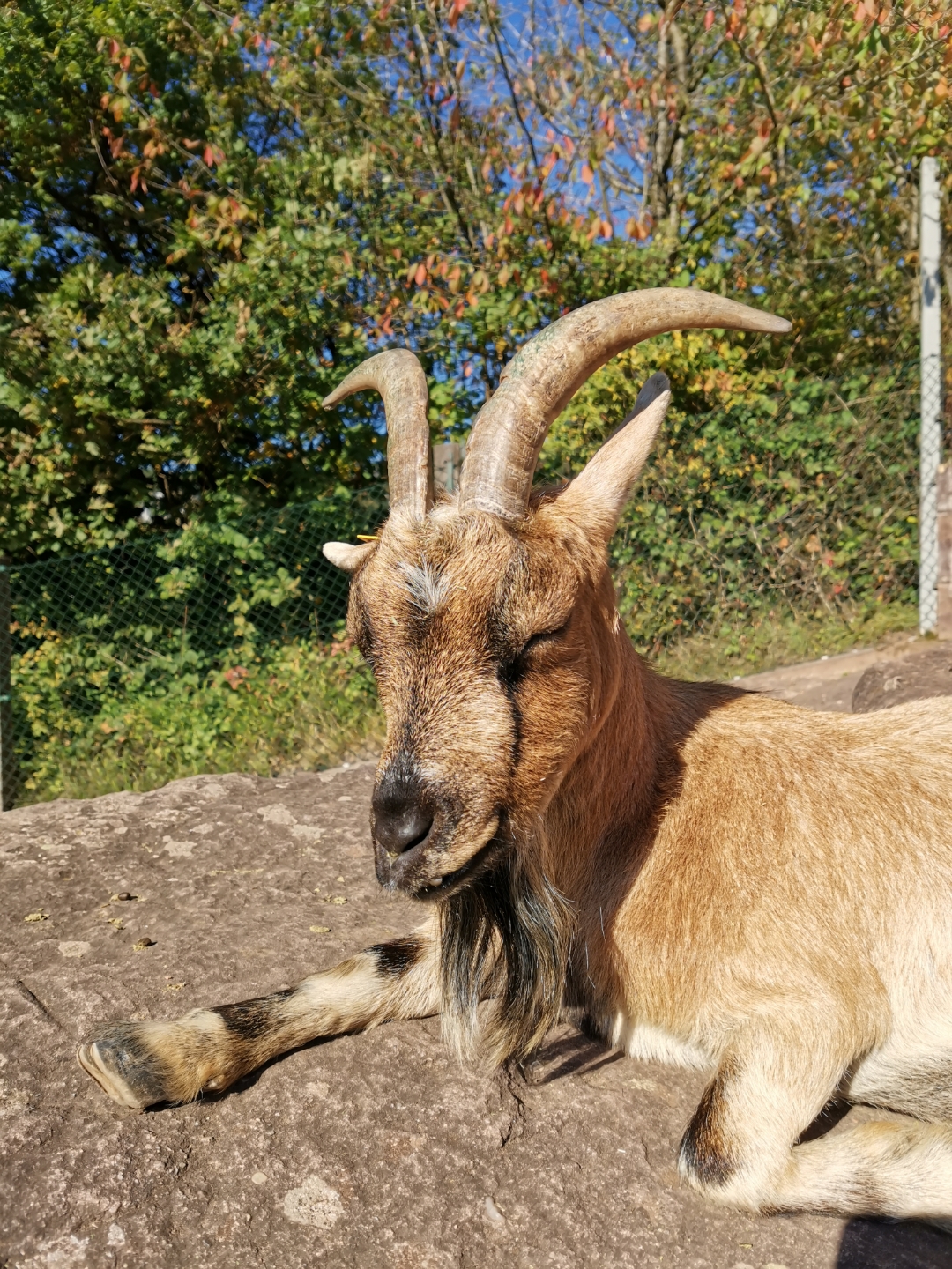 the goat's rest | HONOR CLUB (Global)