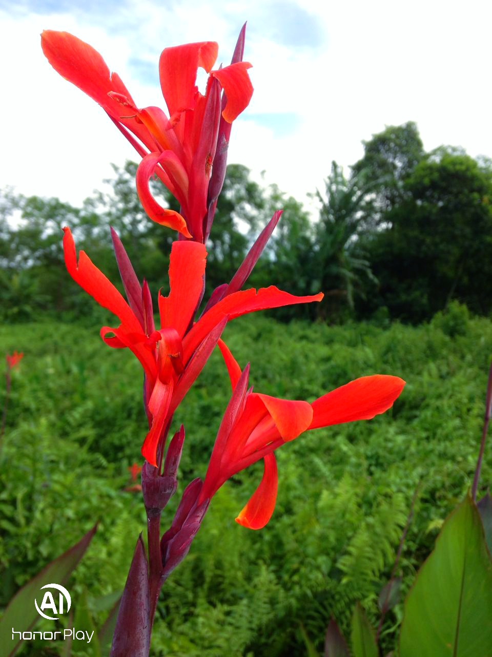 Red Flower | HONOR CLUB (Global)