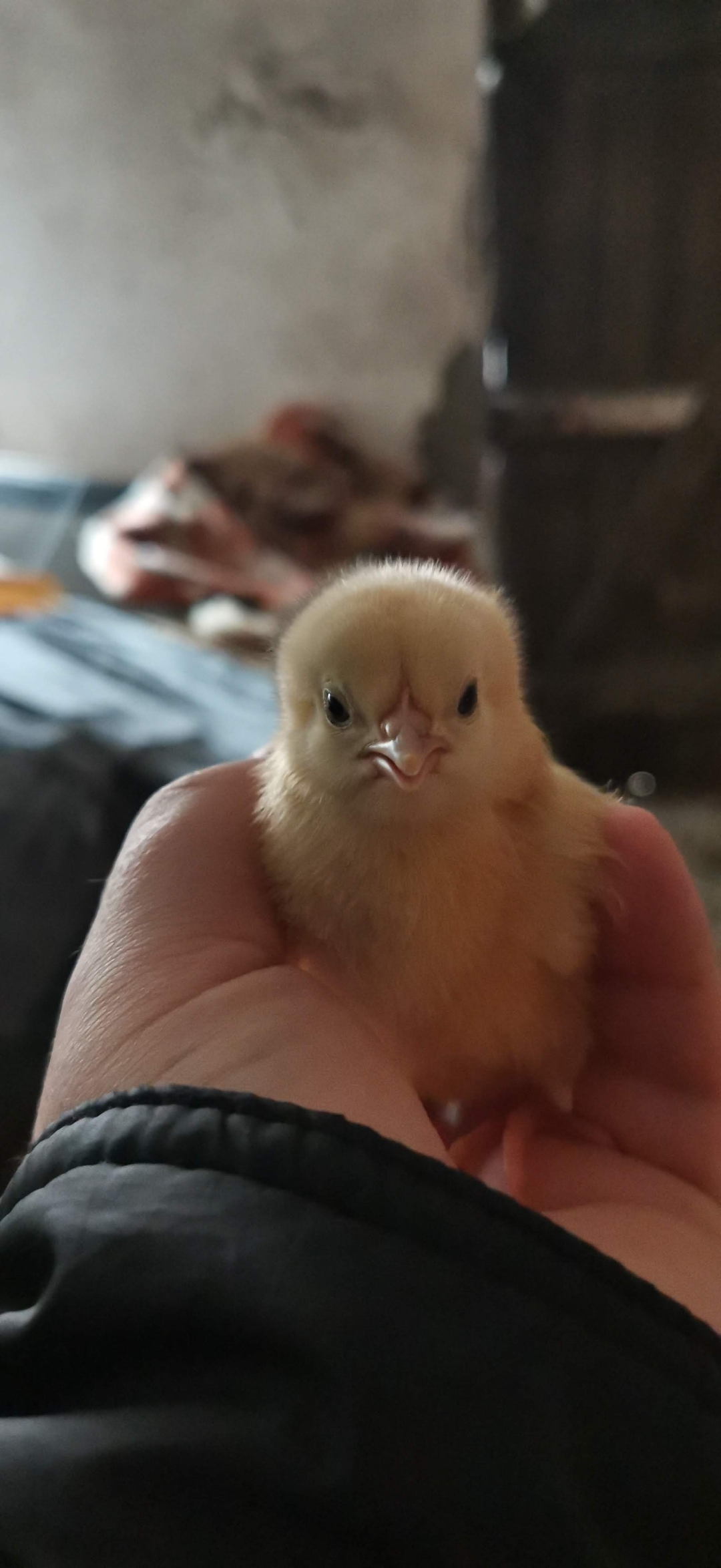 Small Bird | HONOR CLUB (Global)