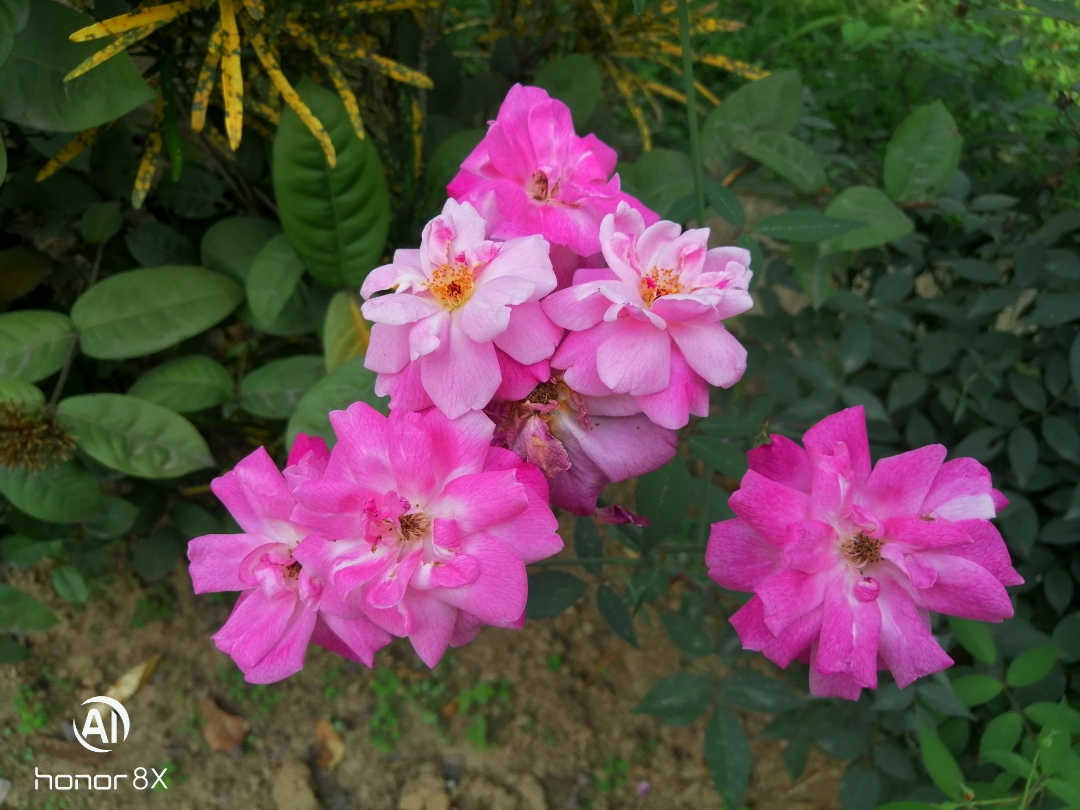 HOME FLOWERS | HONOR CLUB (Global)