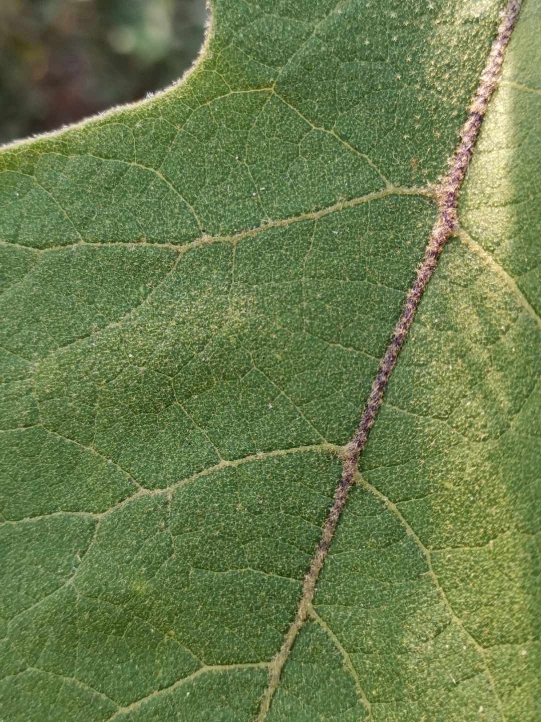 Macro by Honor View 20 | HONOR CLUB (LATIN)